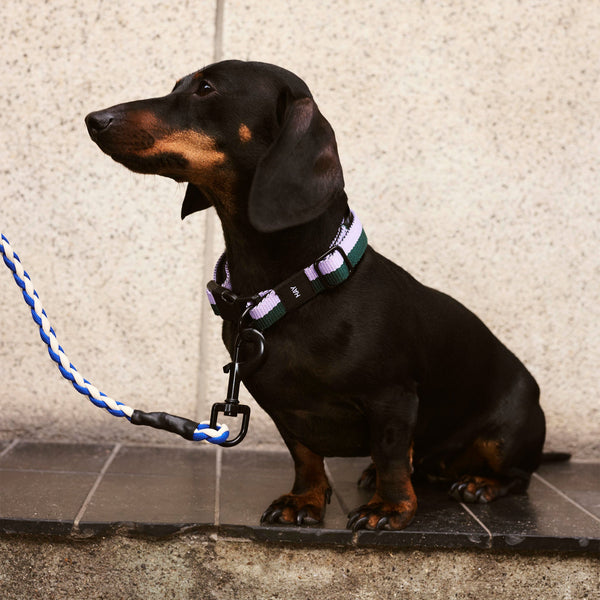 HAY Dogs Collar By Holly Golightly x HAY — haus®